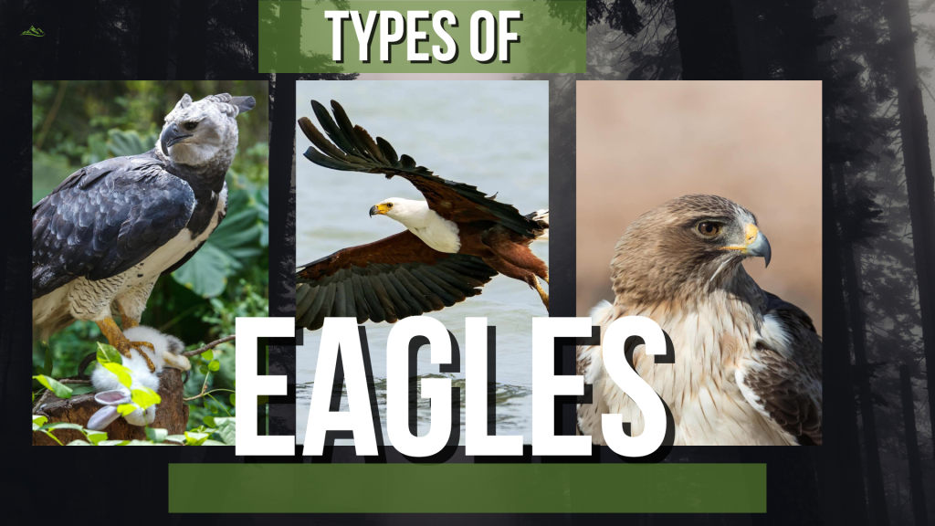 Types of Eagles - The Undisputed Apex Predators of The Skies - the ...